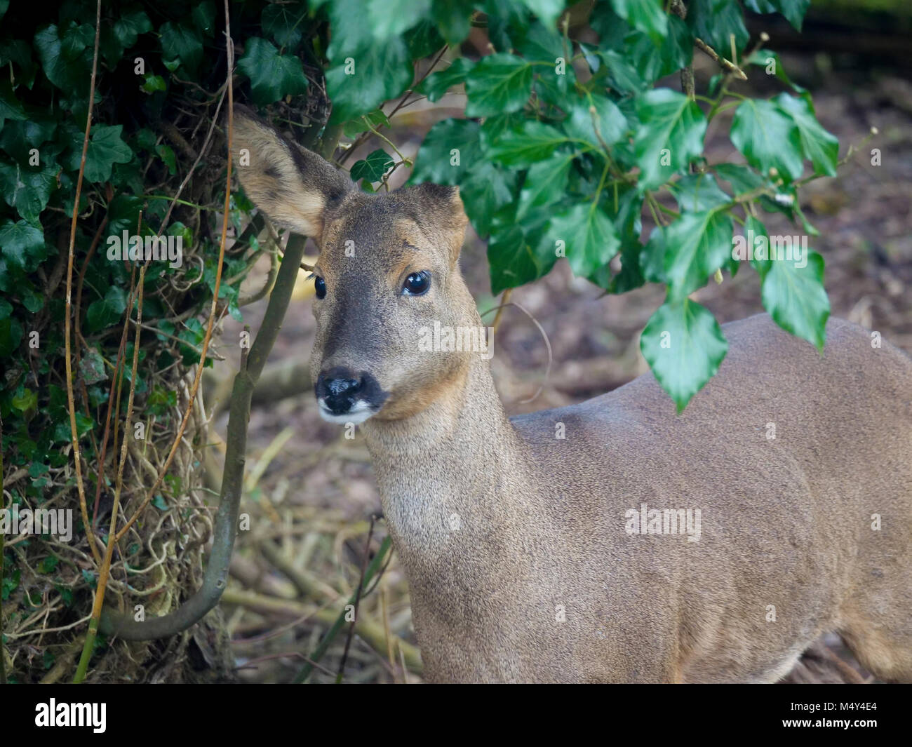 Roe Deer Reh Stockfotos und -bilder Kaufen - Alamy