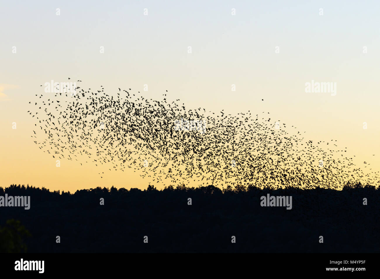 Dohle dohlen vögel fliegen -Fotos und -Bildmaterial in hoher Auflösung ...