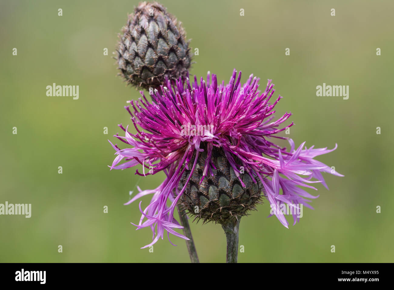 Bur thistle -Fotos und -Bildmaterial in hoher Auflösung – Alamy