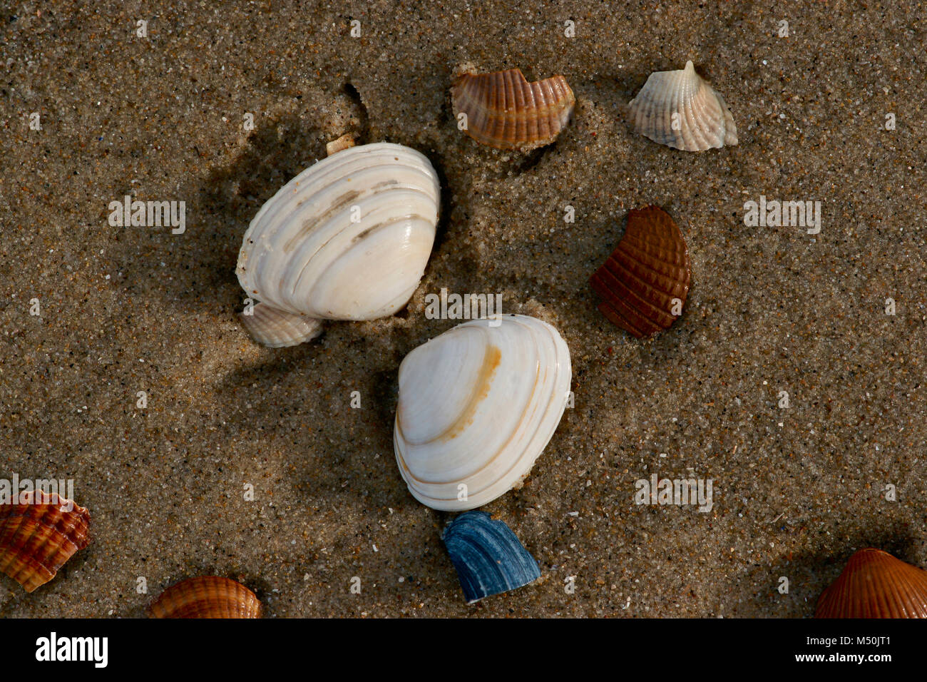 Muscheln am nordseestrand -Fotos und -Bildmaterial in hoher Auflösung ...