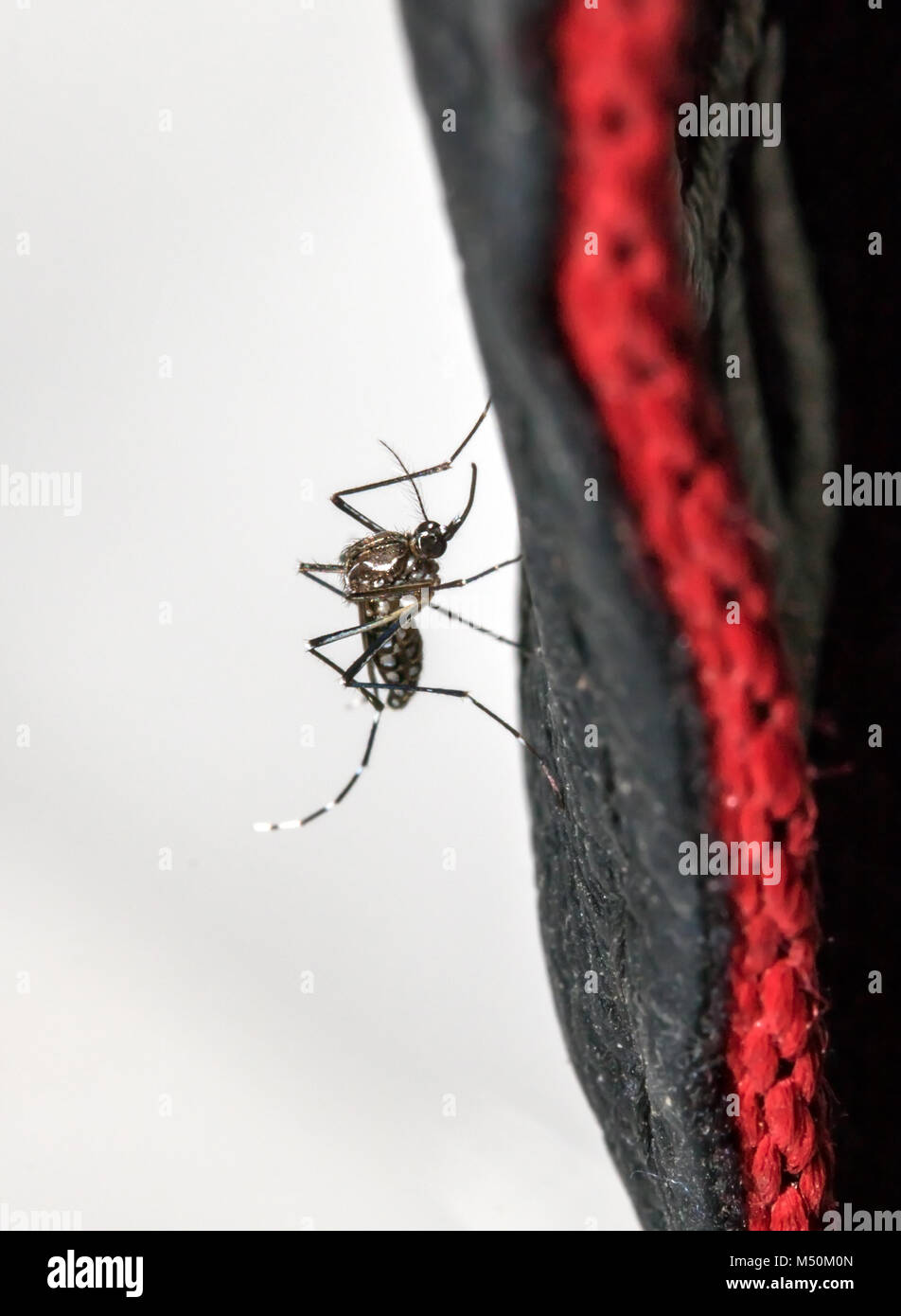 Asiatische tigermücke -Fotos und -Bildmaterial in hoher Auflösung – Alamy