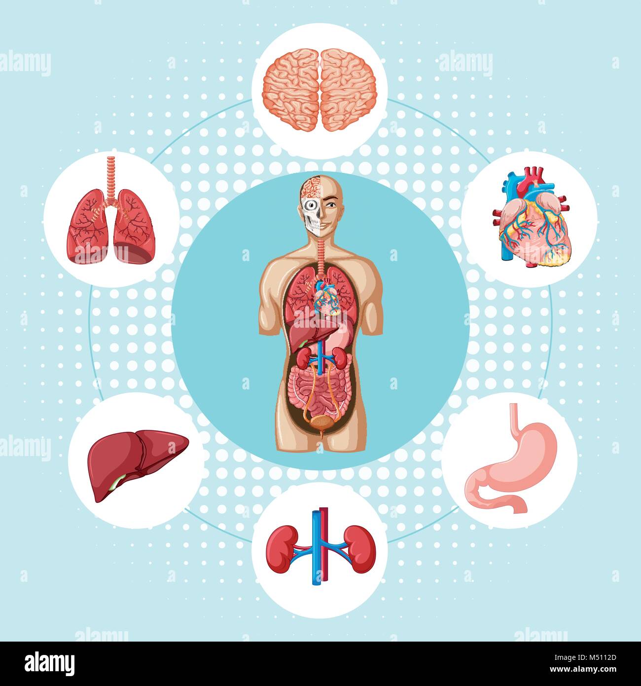 Diagramm mit den verschiedenen Organen der menschlichen Abbildung Stock ...