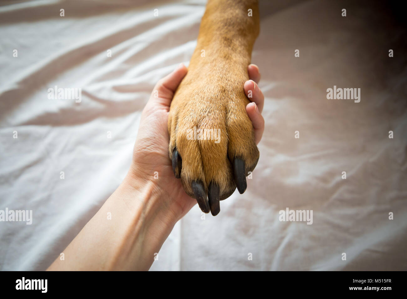 Mensch tier freundschaft -Fotos und -Bildmaterial in hoher Auflösung ...