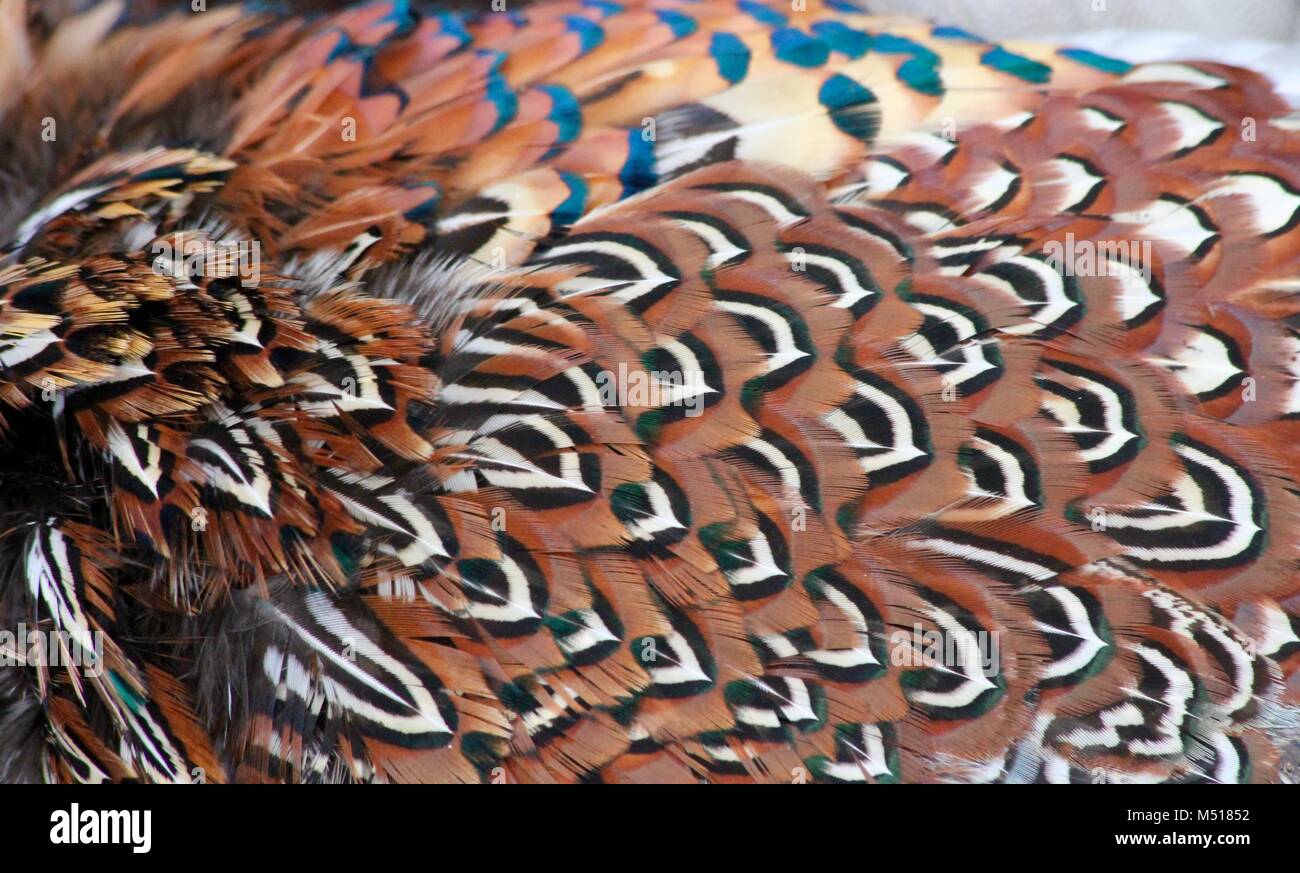 Schwarzer fasan uk -Fotos und -Bildmaterial in hoher Auflösung – Alamy