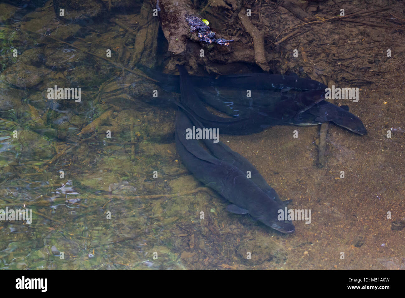 Schleimfisch aal -Fotos und -Bildmaterial in hoher Auflösung – Alamy