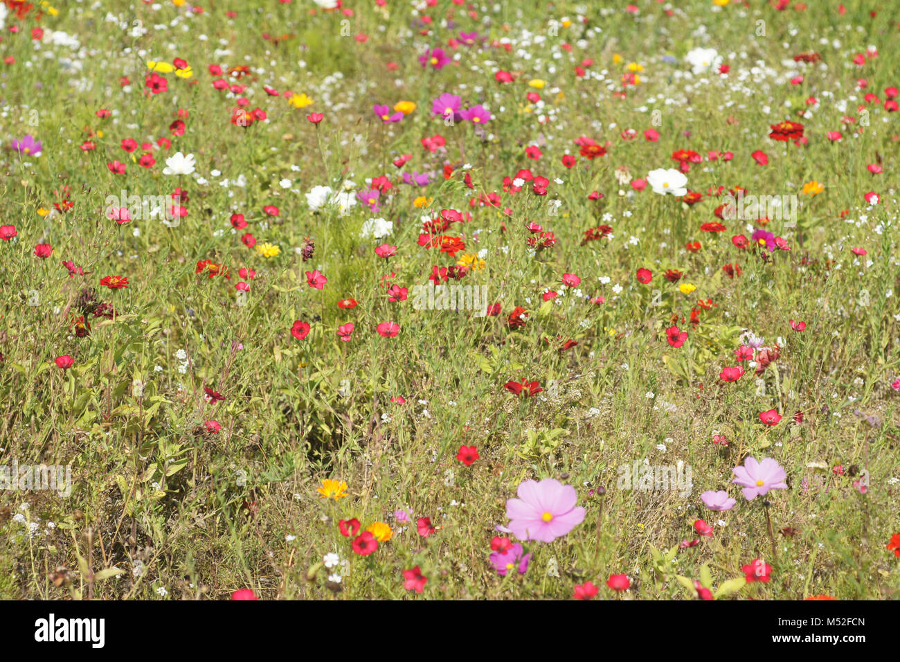 Red flax -Fotos und -Bildmaterial in hoher Auflösung – Alamy