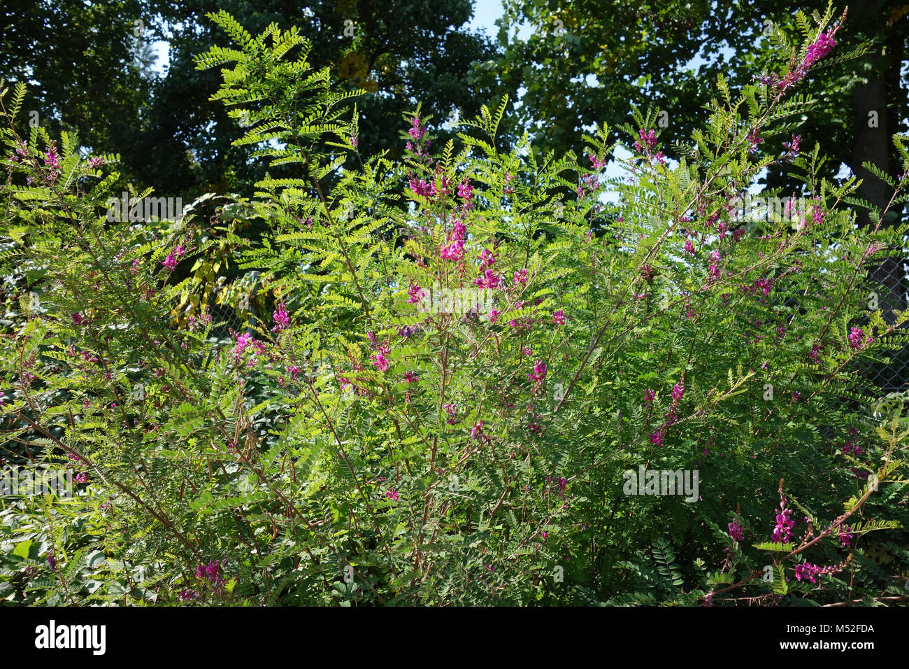 Himalaya indigo -Fotos und -Bildmaterial in hoher Auflösung – Alamy