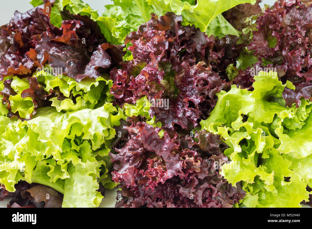 Frischer lollo rosso salat -Fotos und -Bildmaterial in hoher Auflösung ...