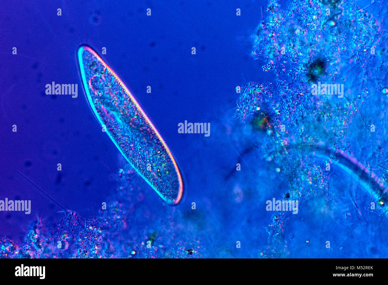 Paramecium division -Fotos und -Bildmaterial in hoher Auflösung – Alamy