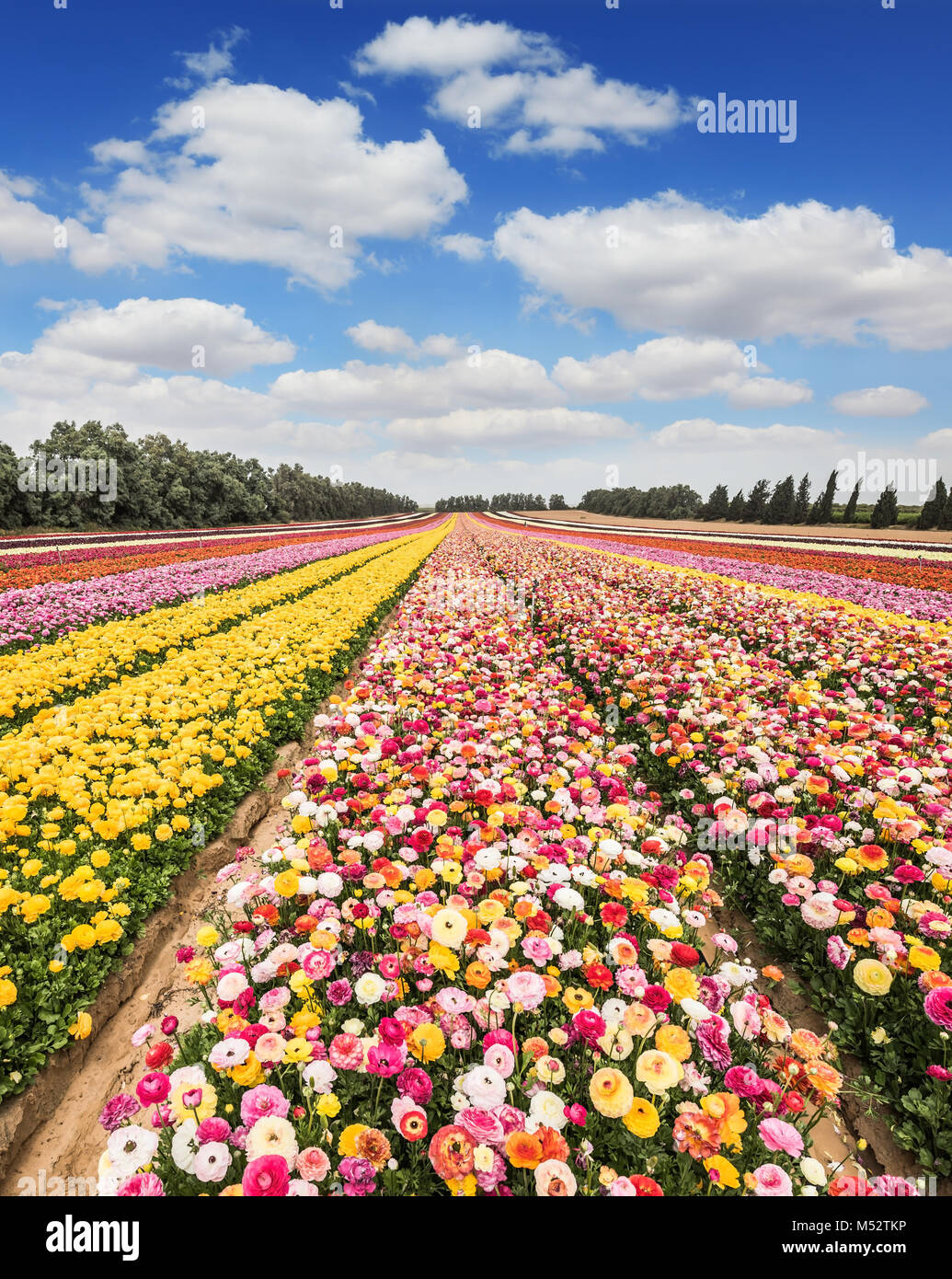 Israelischer kibbuz -Fotos und -Bildmaterial in hoher Auflösung – Alamy