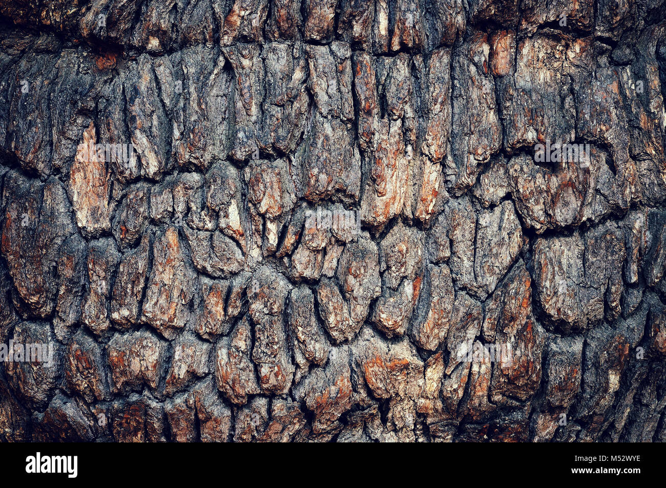 Eichen Rinde Stockfotos und -bilder Kaufen - Alamy