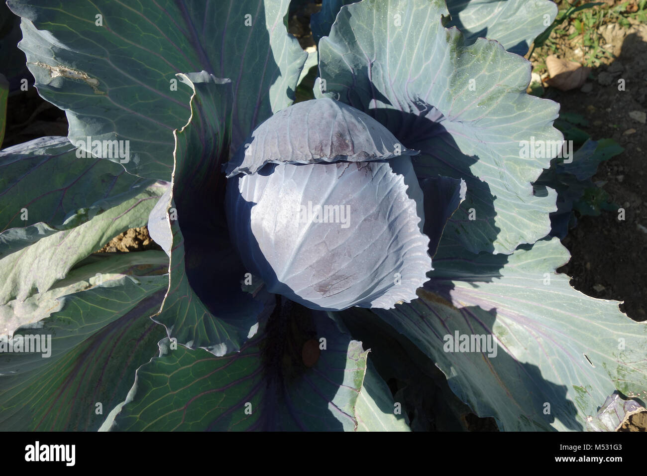 Brassica oleracea var capitata f rubra -Fotos und -Bildmaterial in ...