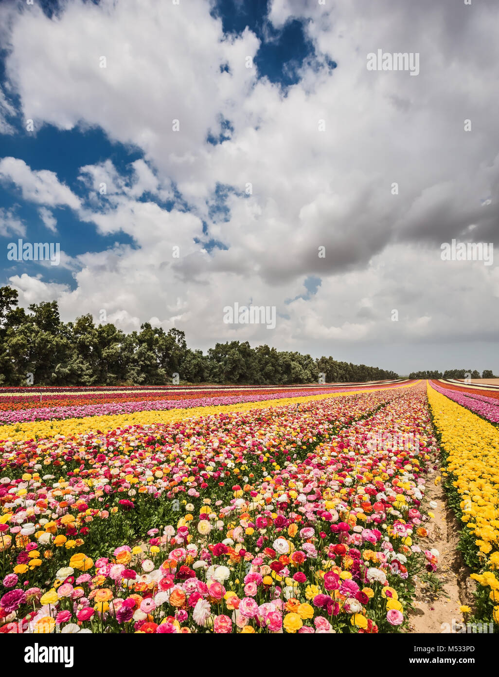Israelischer kibbuz -Fotos und -Bildmaterial in hoher Auflösung – Alamy