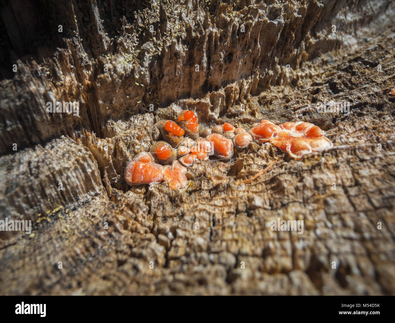Tubifera ferruginosa tubifera ferruginosa -Fotos und -Bildmaterial in ...