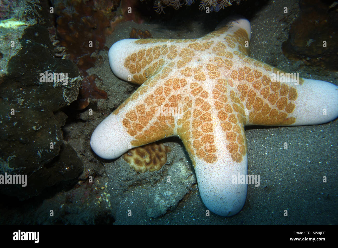 Red comb star -Fotos und -Bildmaterial in hoher Auflösung – Alamy