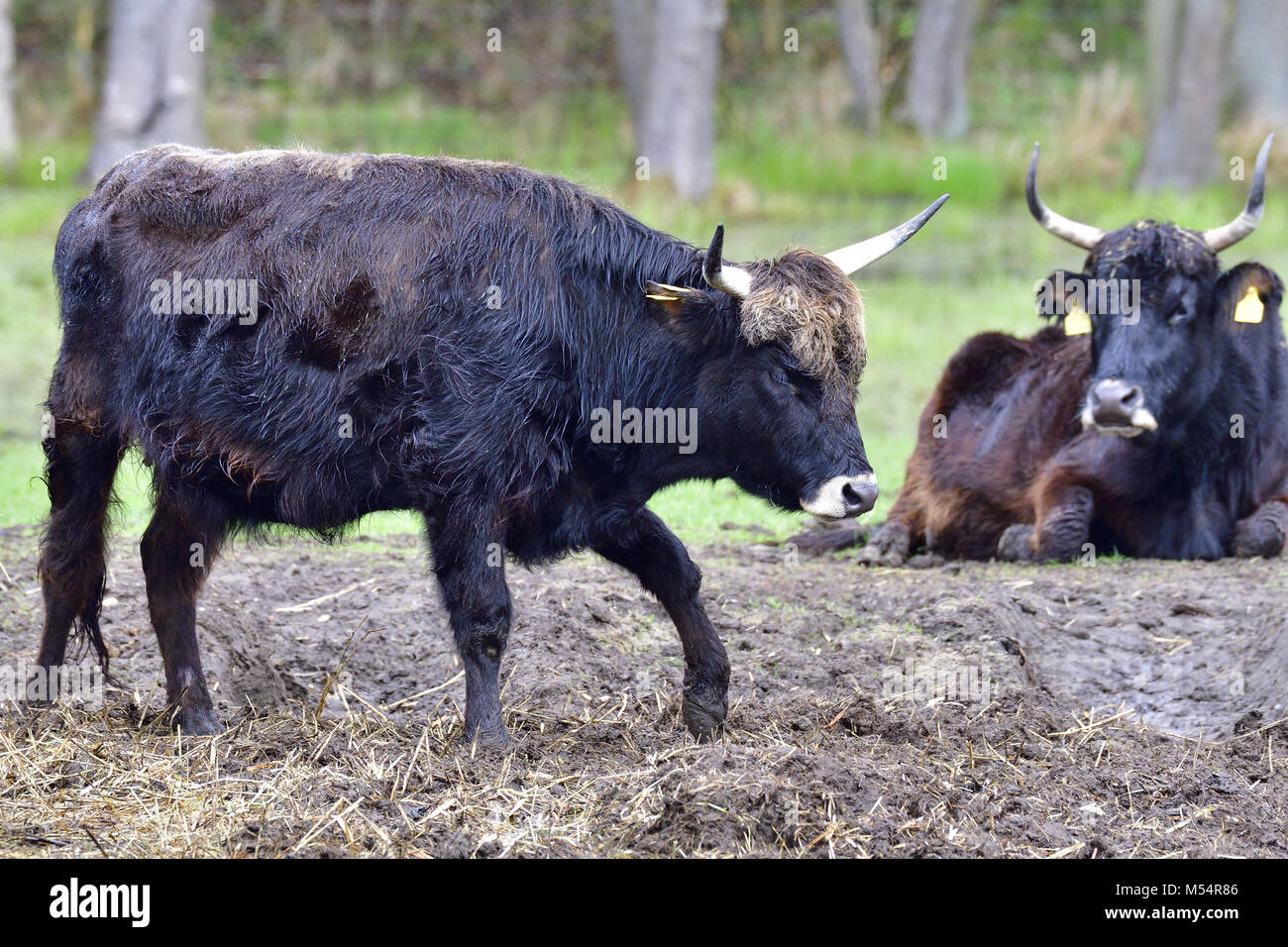 Heckrind stier -Fotos und -Bildmaterial in hoher Auflösung – Alamy