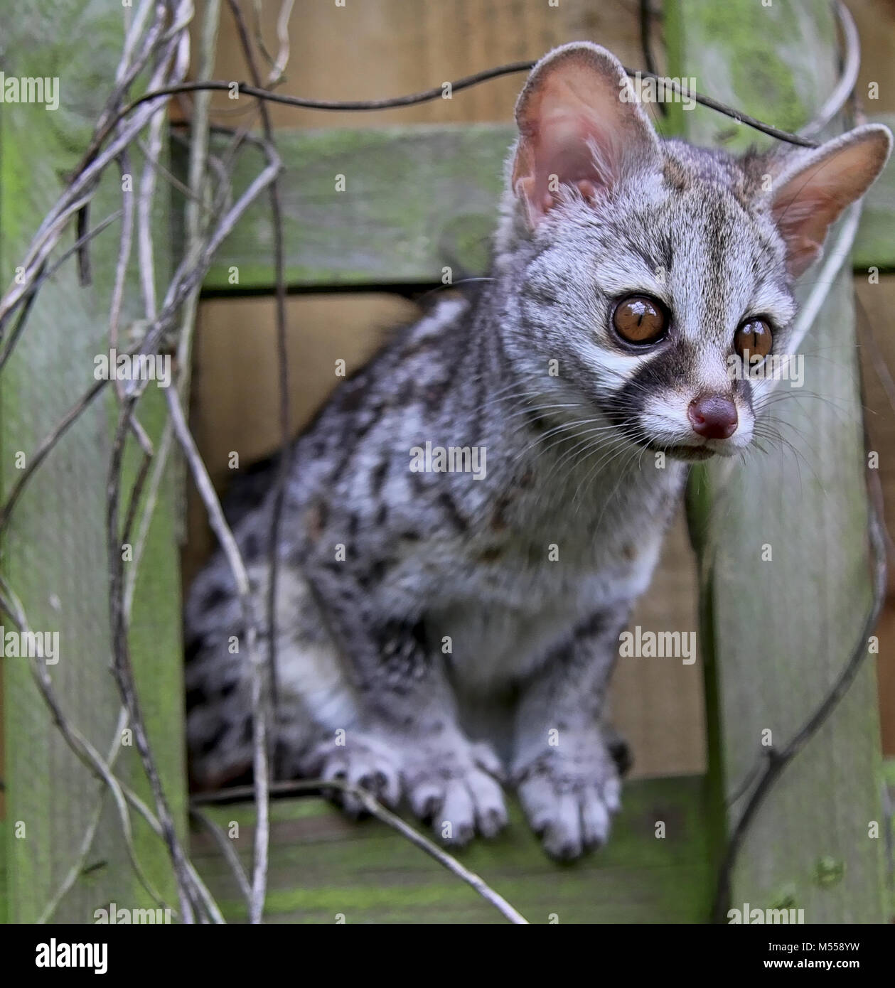 Baby gents -Fotos und -Bildmaterial in hoher Auflösung – Alamy