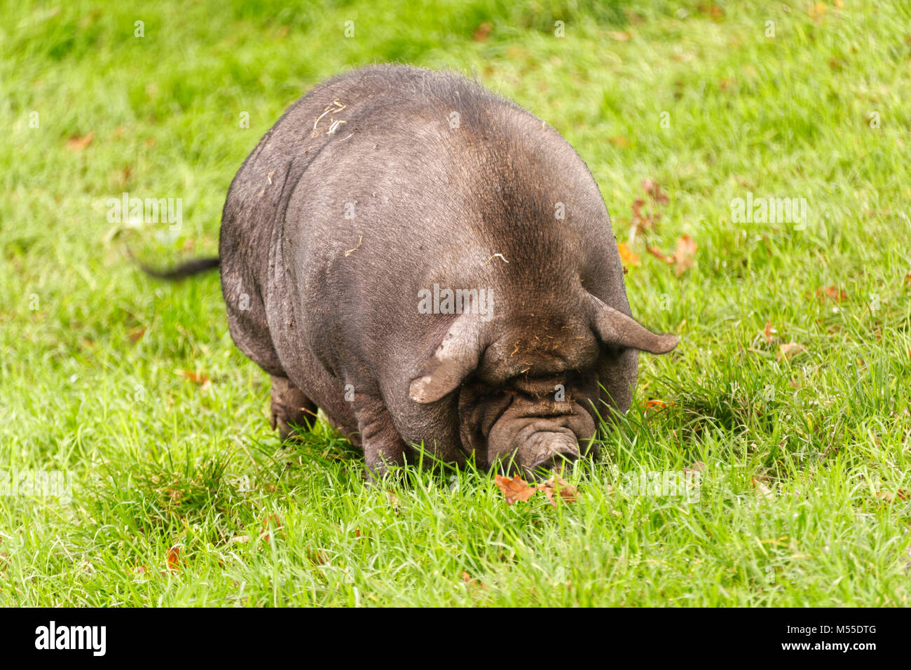 Fette Schwein Wandern auf grünem Gras Stockfotografie - Alamy