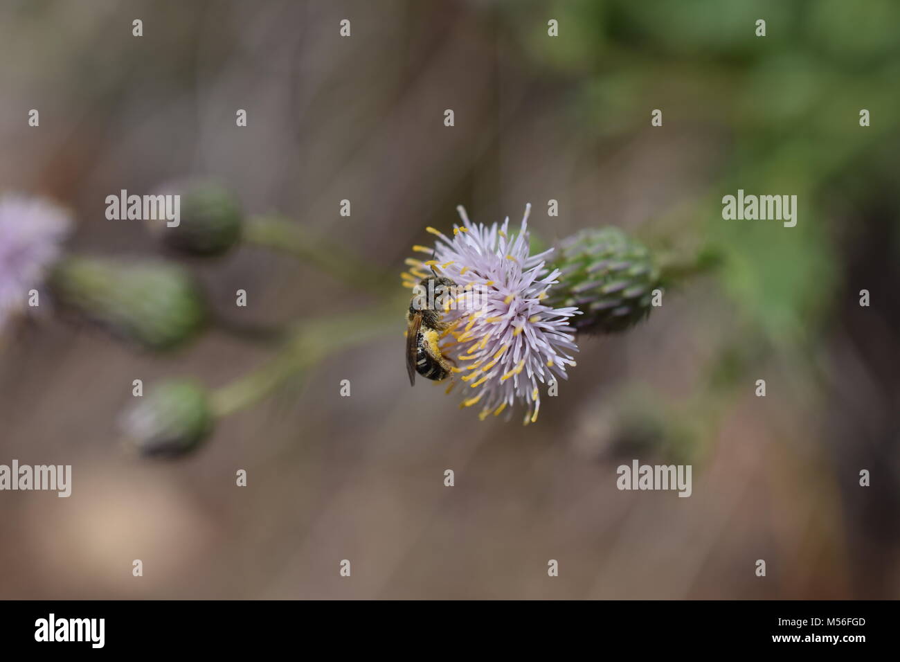 Biene auf lila blume -Fotos und -Bildmaterial in hoher Auflösung – Alamy