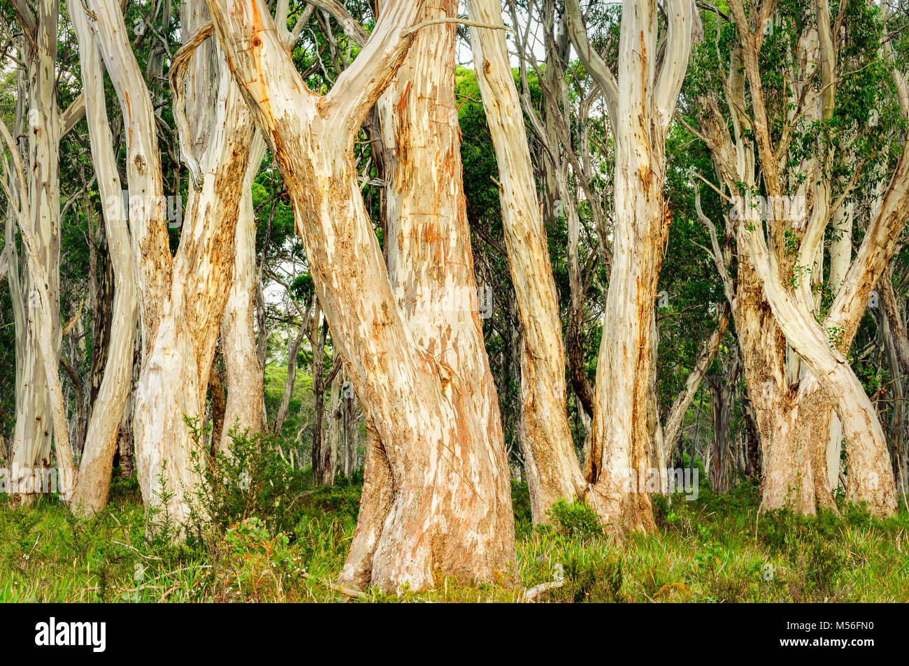Eucalyptus Forest Tasmania Australia Stockfotos und -bilder Kaufen - Alamy