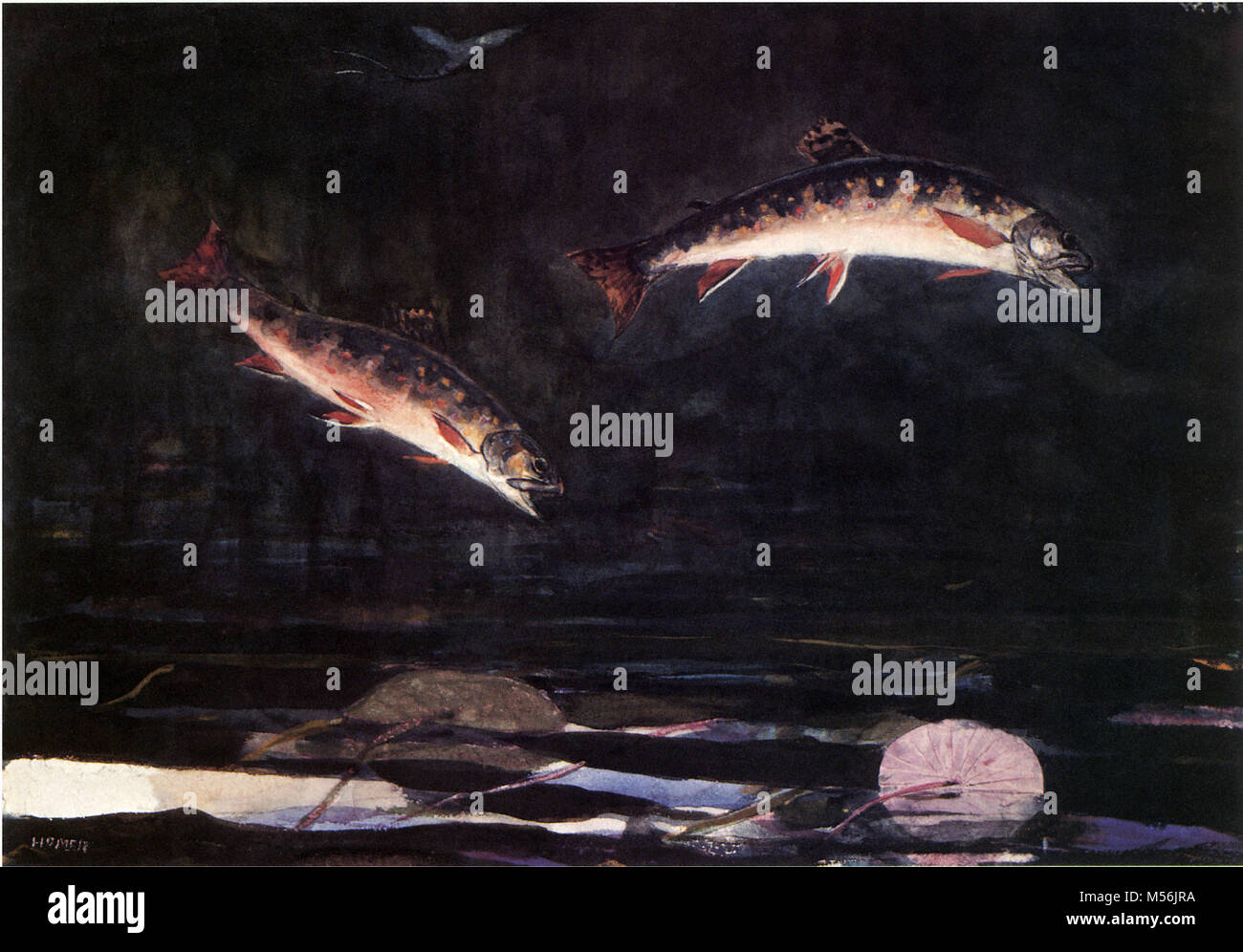 Forelle springen -Fotos und -Bildmaterial in hoher Auflösung – Alamy