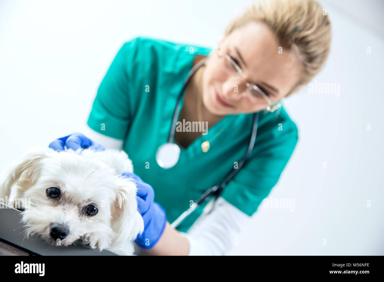 Tierarzt untersucht frau -Fotos und -Bildmaterial in hoher Auflösung ...