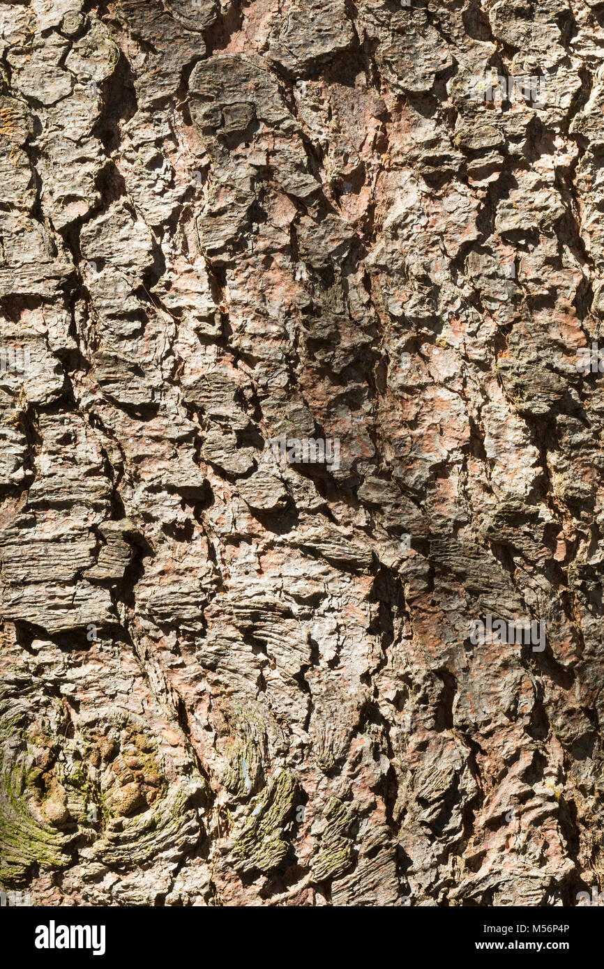 Gewöhnliche Fichte, Fichte, Rot-Fichte, Rotfichte, Rinde, Borke, Stamm ...