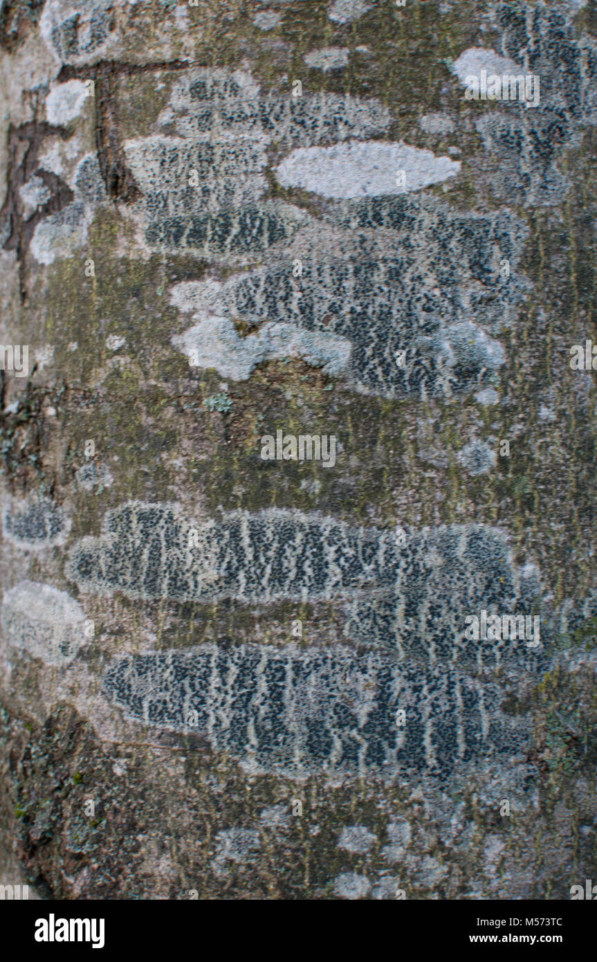 Baumrinde markiert -Fotos und -Bildmaterial in hoher Auflösung – Alamy