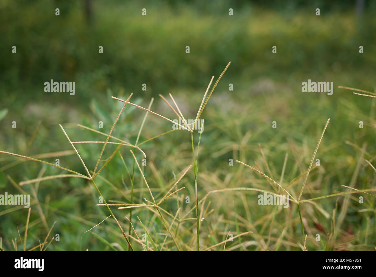 Bermuda grass -Fotos und -Bildmaterial in hoher Auflösung – Alamy