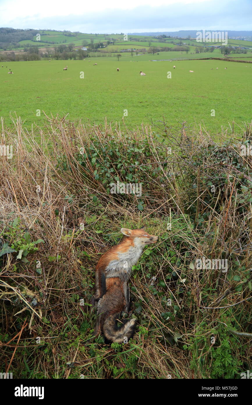 Ost devon jagd -Fotos und -Bildmaterial in hoher Auflösung – Alamy