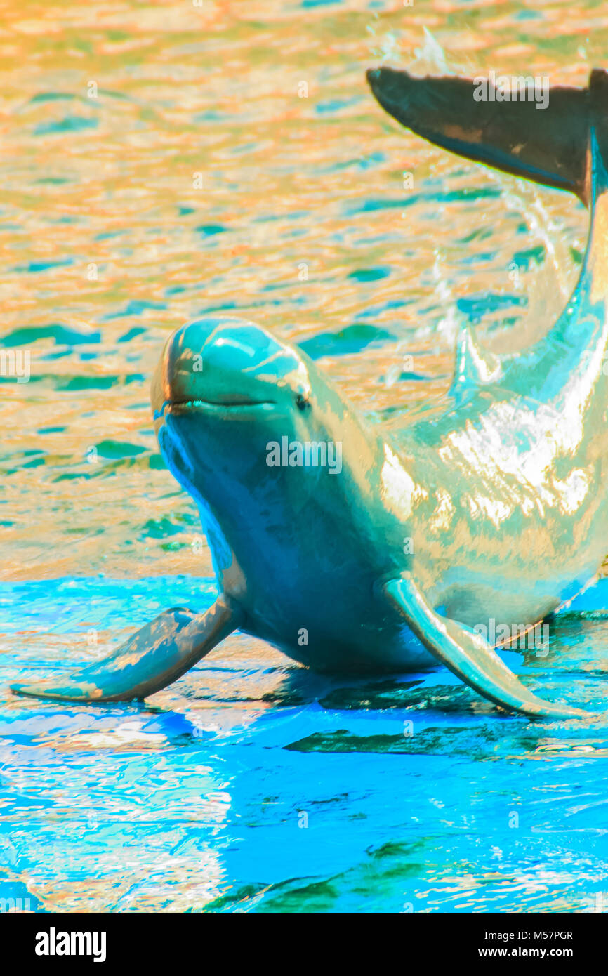 Cute Irrawaddy-delfine (Orcaella brevirostris) ist schwimmend im Wasser ...