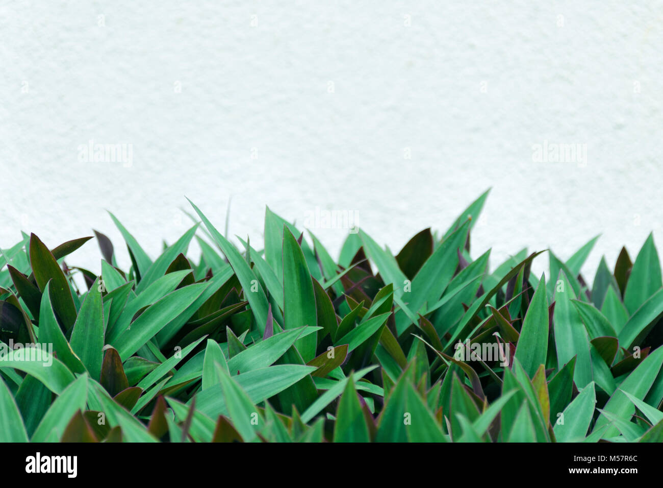 Dickblatt Pflanze Stockfotos und -bilder Kaufen - Alamy