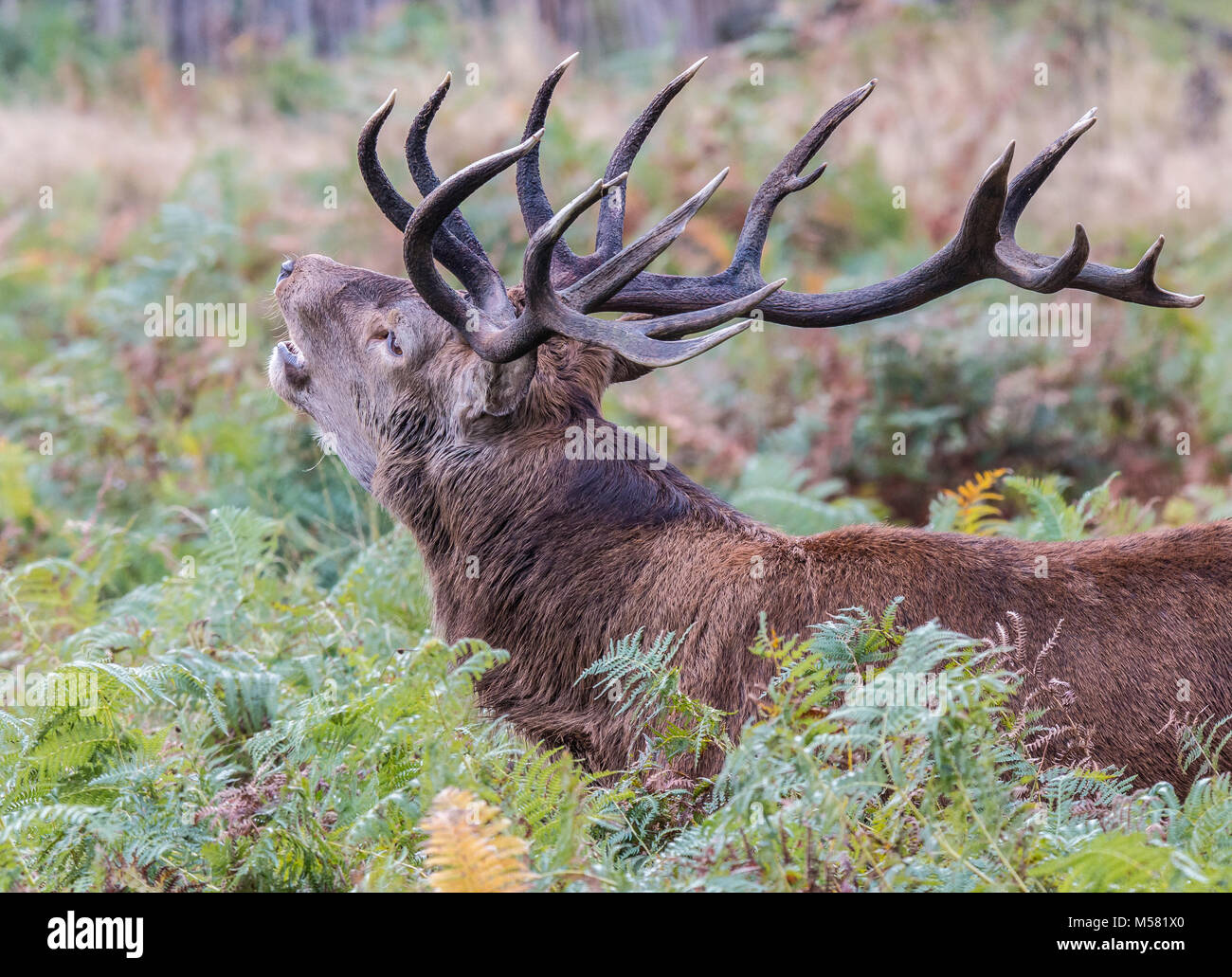 Die teiche und flüsse sind von tausenden von menschen umgeben -Fotos ...