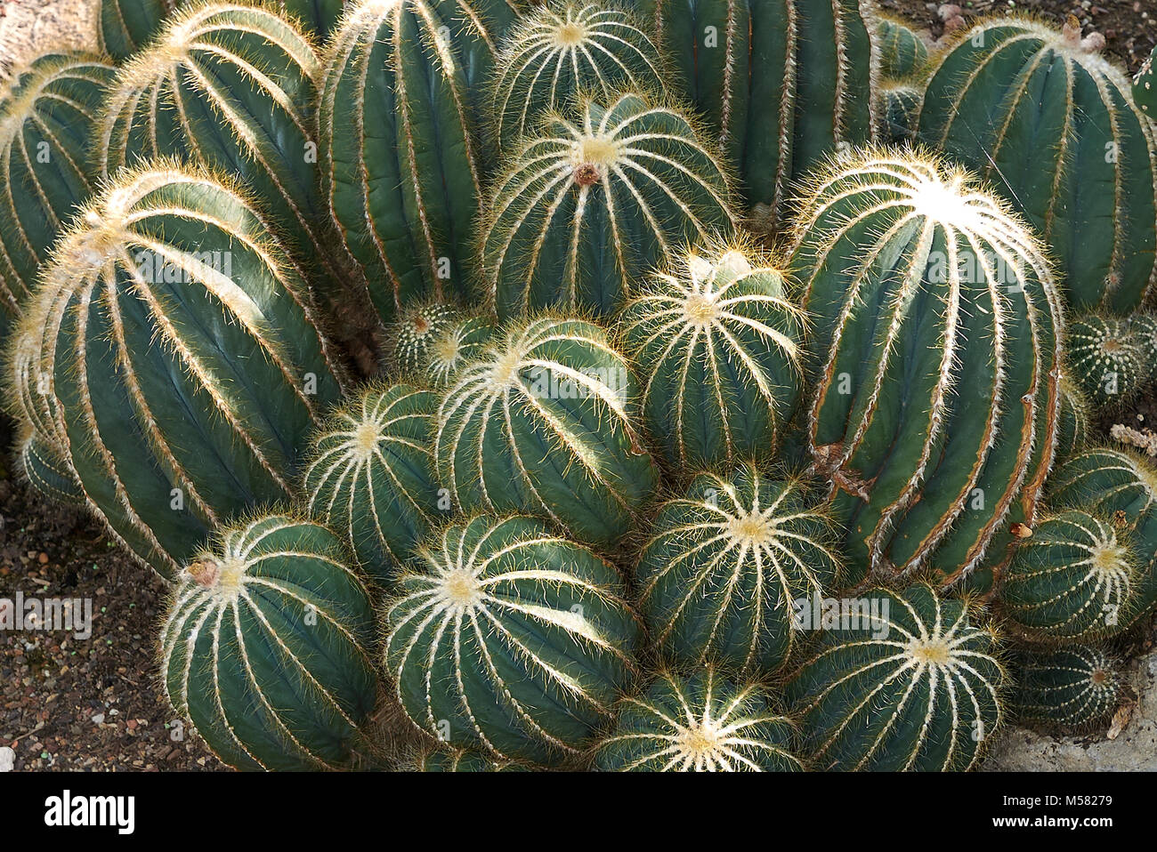 Parodia notocactus -Fotos und -Bildmaterial in hoher Auflösung – Alamy