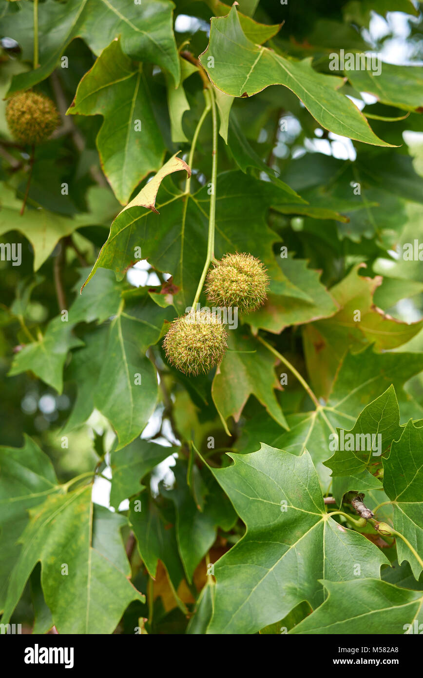 Platanus x hispanica -Fotos und -Bildmaterial in hoher Auflösung – Alamy
