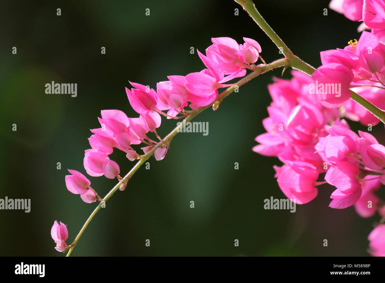 Liebe schlingpflanze blume -Fotos und -Bildmaterial in hoher Auflösung ...