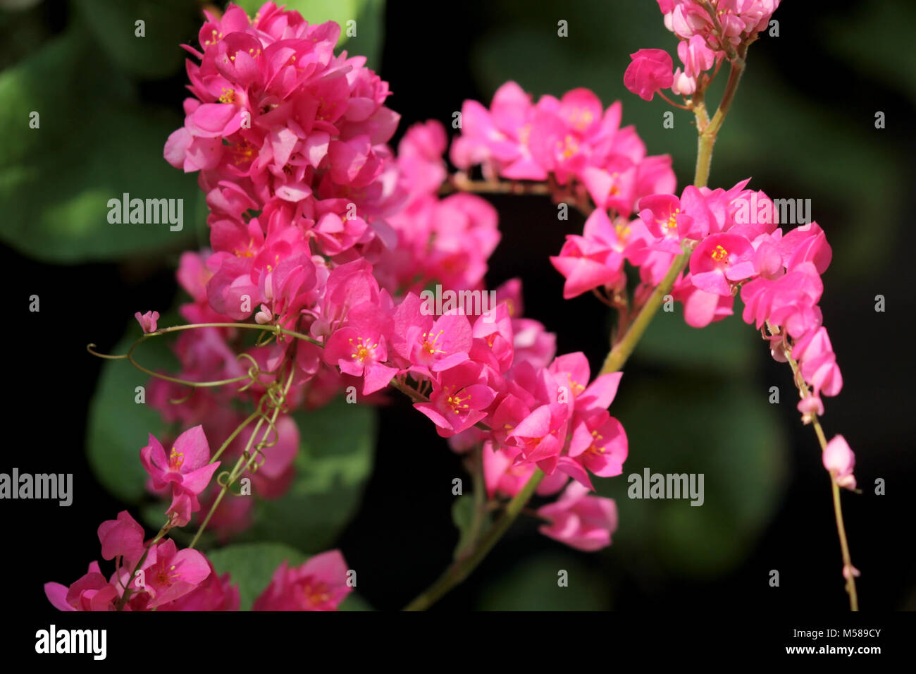 Liebe schlingpflanze blume -Fotos und -Bildmaterial in hoher Auflösung ...