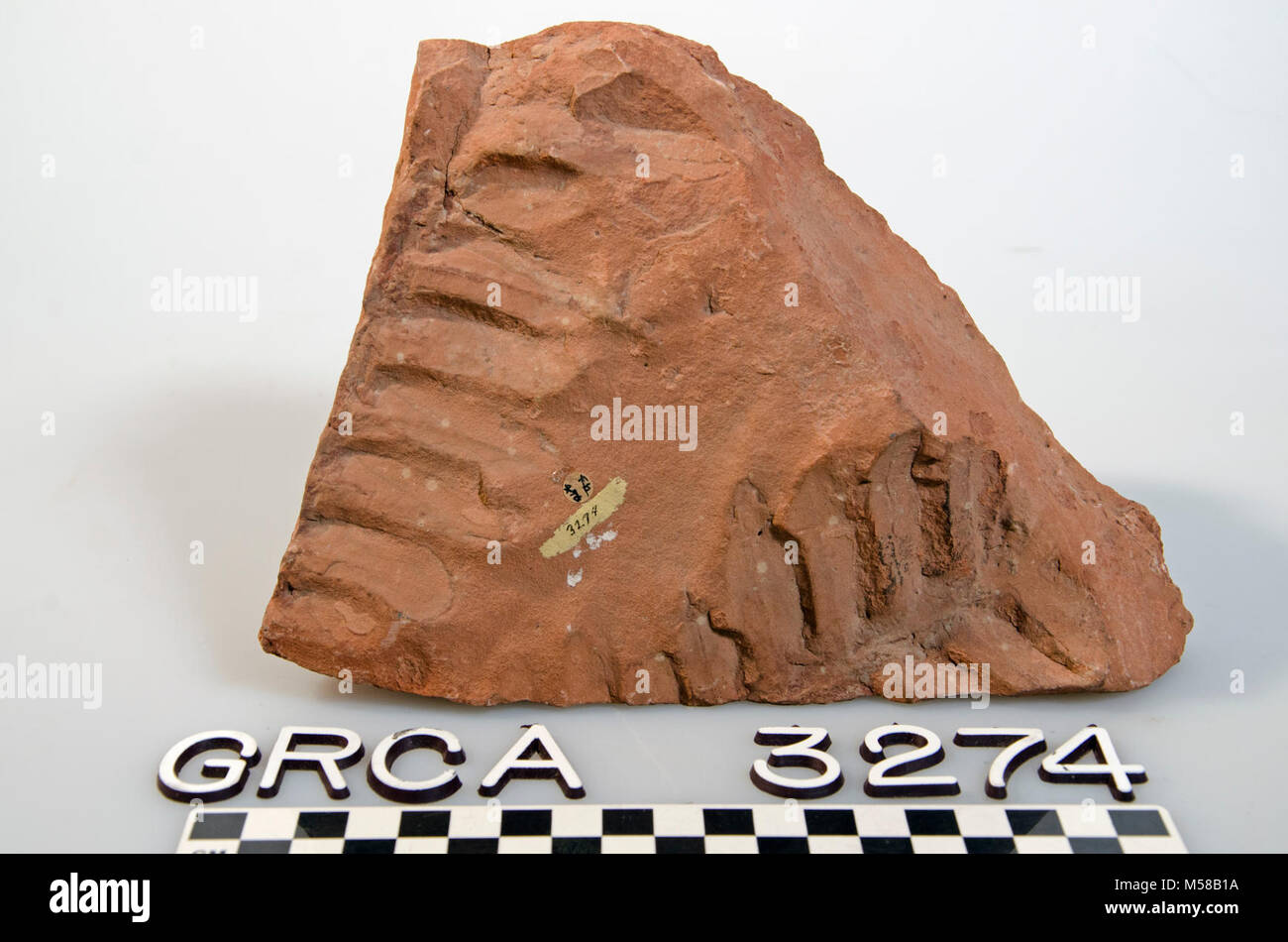 Pteridospermophyta -Fotos und -Bildmaterial in hoher Auflösung – Alamy