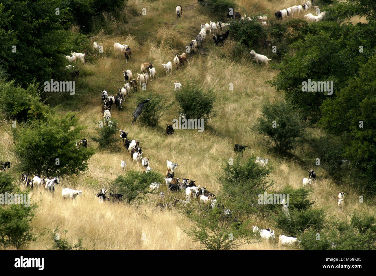 Ziegen am hang -Fotos und -Bildmaterial in hoher Auflösung – Alamy