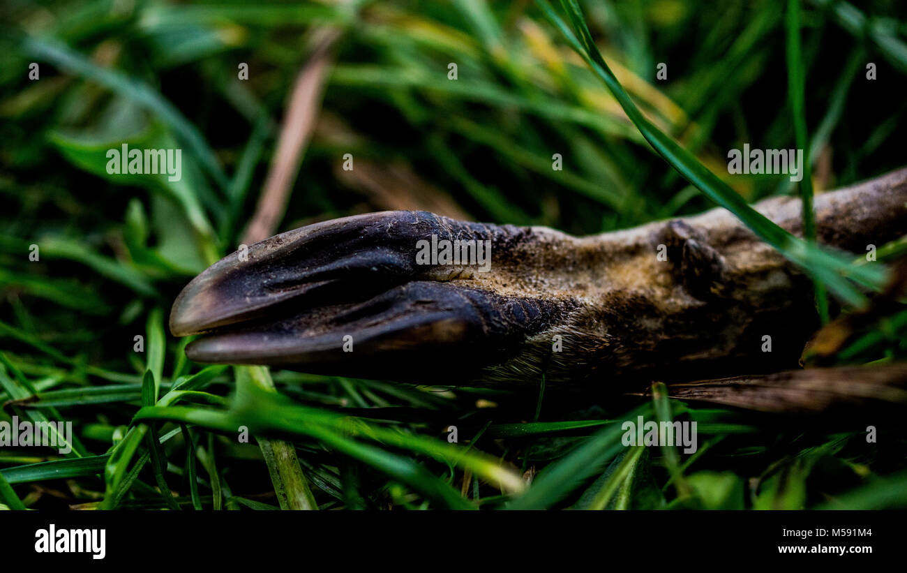 Hirsch huf -Fotos und -Bildmaterial in hoher Auflösung – Alamy