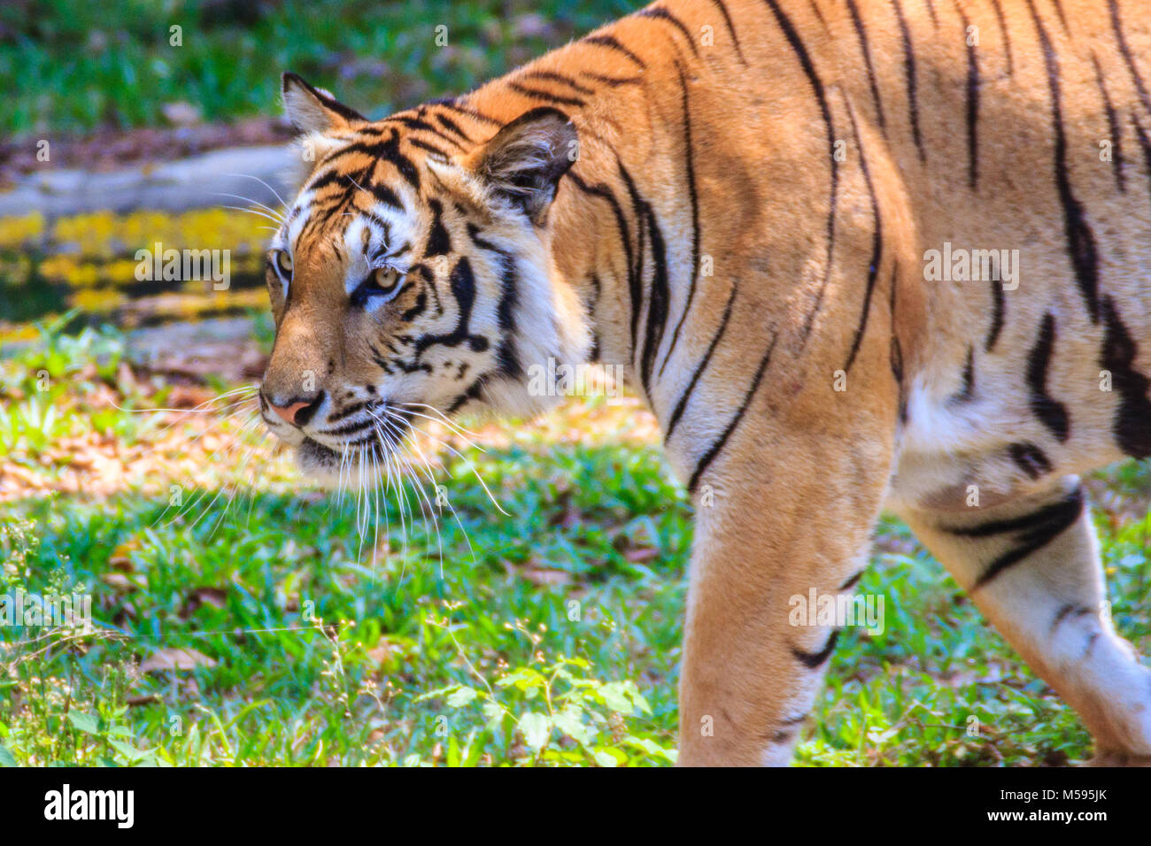 Indochinesischen Tiger (Panthera tigris tigris), ein Tiger Bevölkerung ...