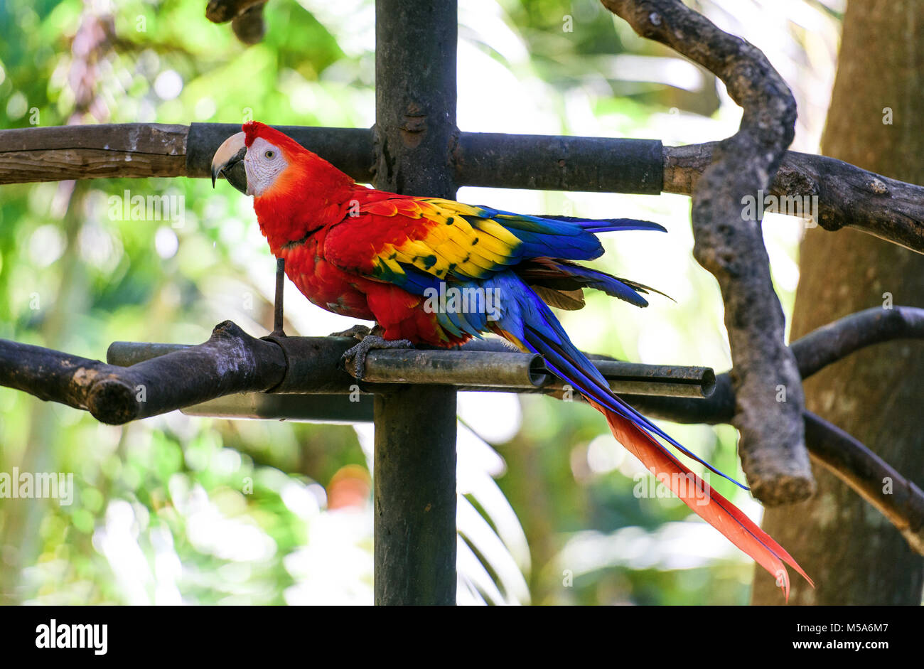 Papagei ara -Fotos und -Bildmaterial in hoher Auflösung – Alamy