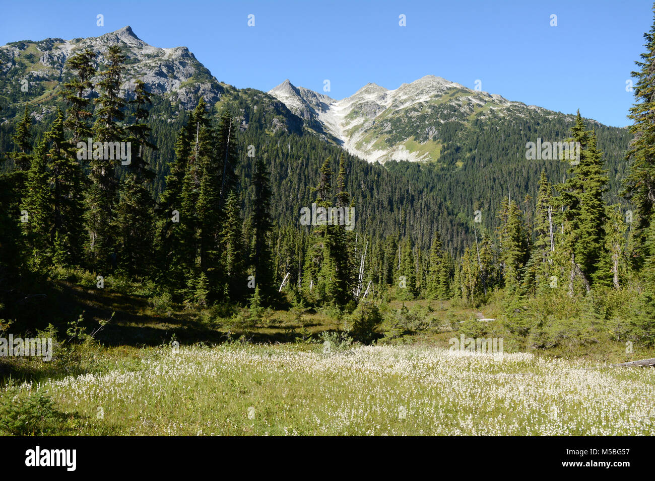 Alpines ökosystem -Fotos und -Bildmaterial in hoher Auflösung – Alamy
