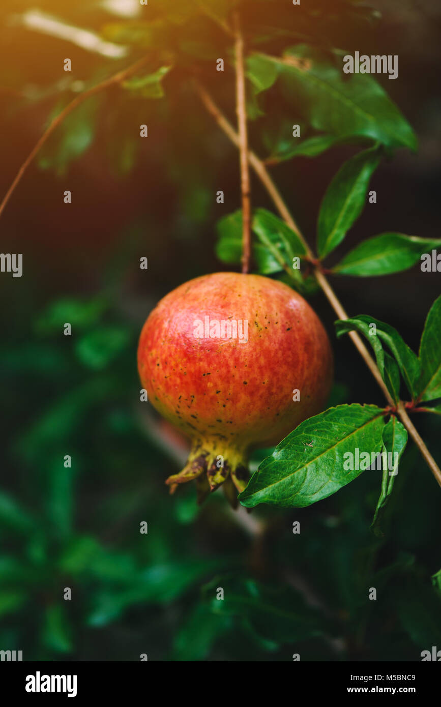 Granatapfel Im Sommer Kaufen