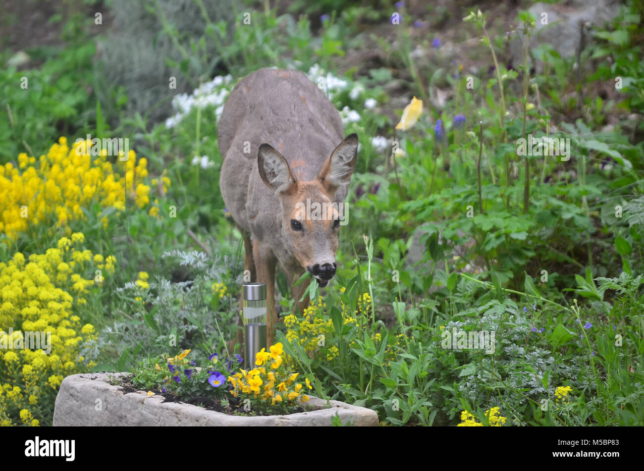 Deer eating flowers -Fotos und -Bildmaterial in hoher Auflösung – Alamy