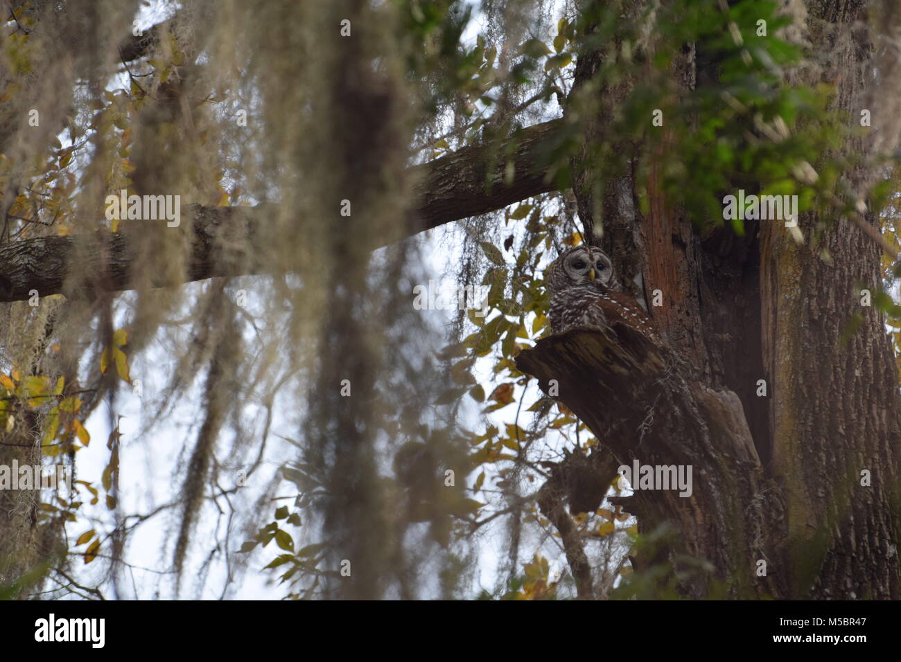 Baby eulen im baum -Fotos und -Bildmaterial in hoher Auflösung – Alamy