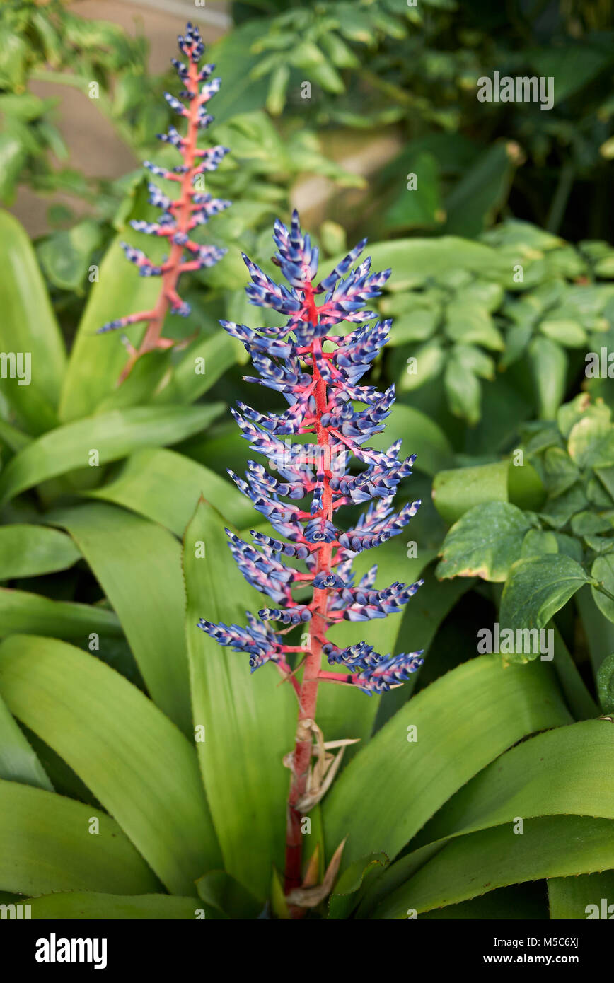 Aechmea blauer regen -Fotos und -Bildmaterial in hoher Auflösung – Alamy
