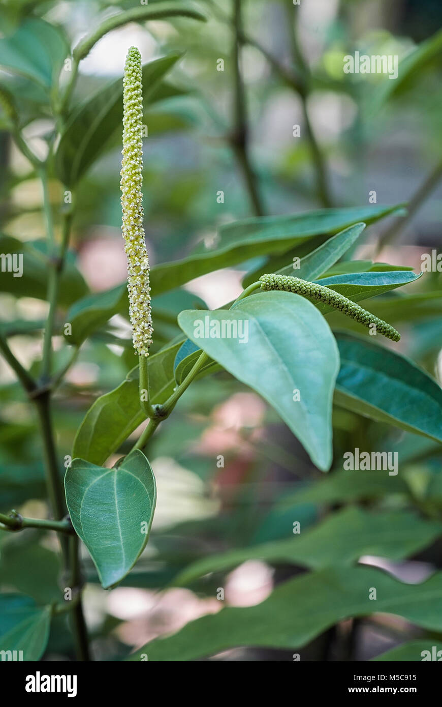 Schwarzer Pfeffer (Piper nigrum), plant mit Blume und Blatt ...