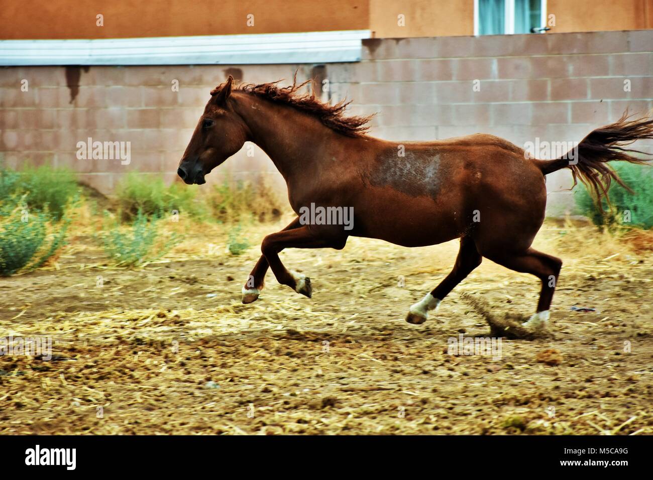 Braun pferd galopp -Fotos und -Bildmaterial in hoher Auflösung – Alamy