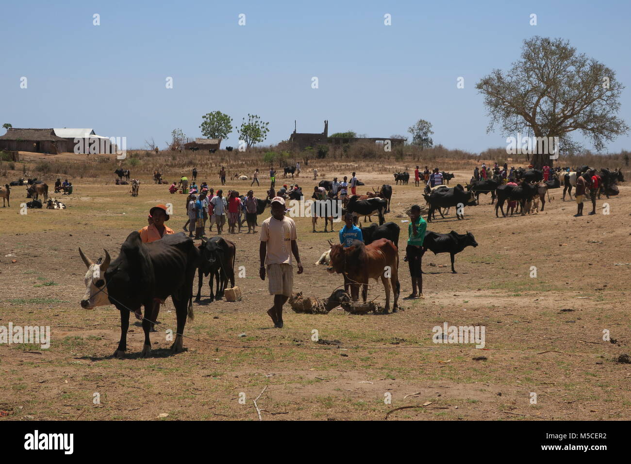 Tiere im Dorf. Zebu Tier ist eines der Symbole von Madagaskar. Es ist ...